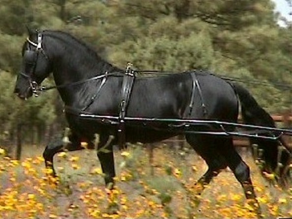 Friesian Heritage & Sporthorse News & Promotions